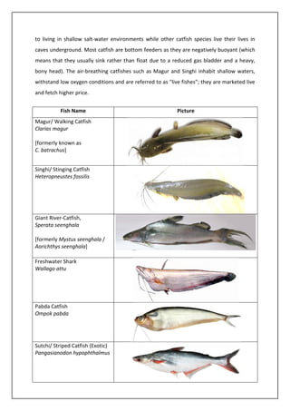 Indian Freshwater Fish Species
