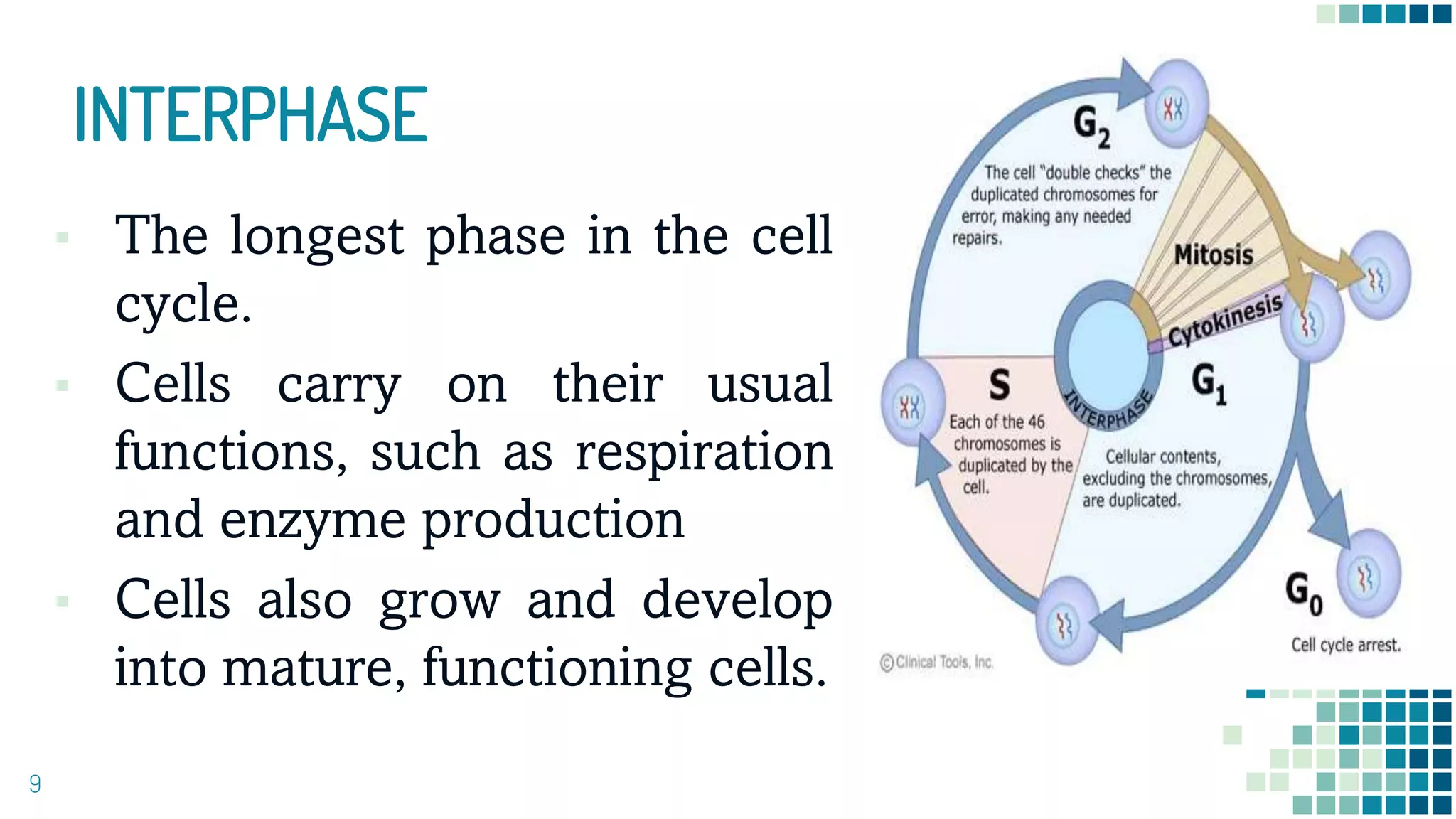 cell cycle.pptx