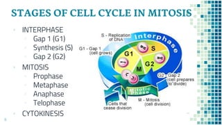 cell cycle.pptx