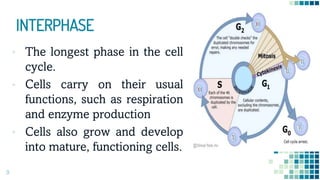 cell cycle.pptx