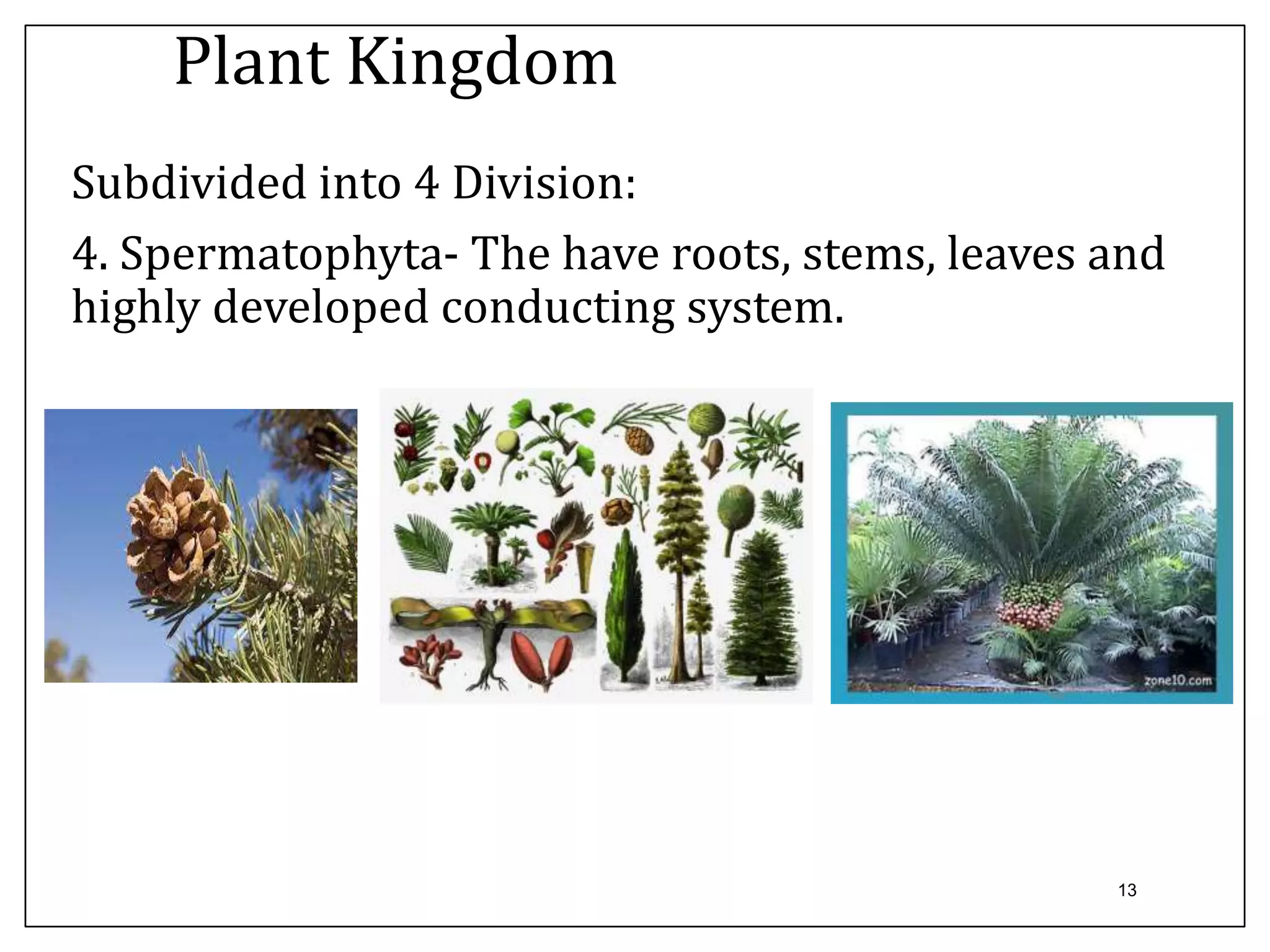 1. BOTANICAL CLASSIFICATION.ppt | Agriculture | Industries