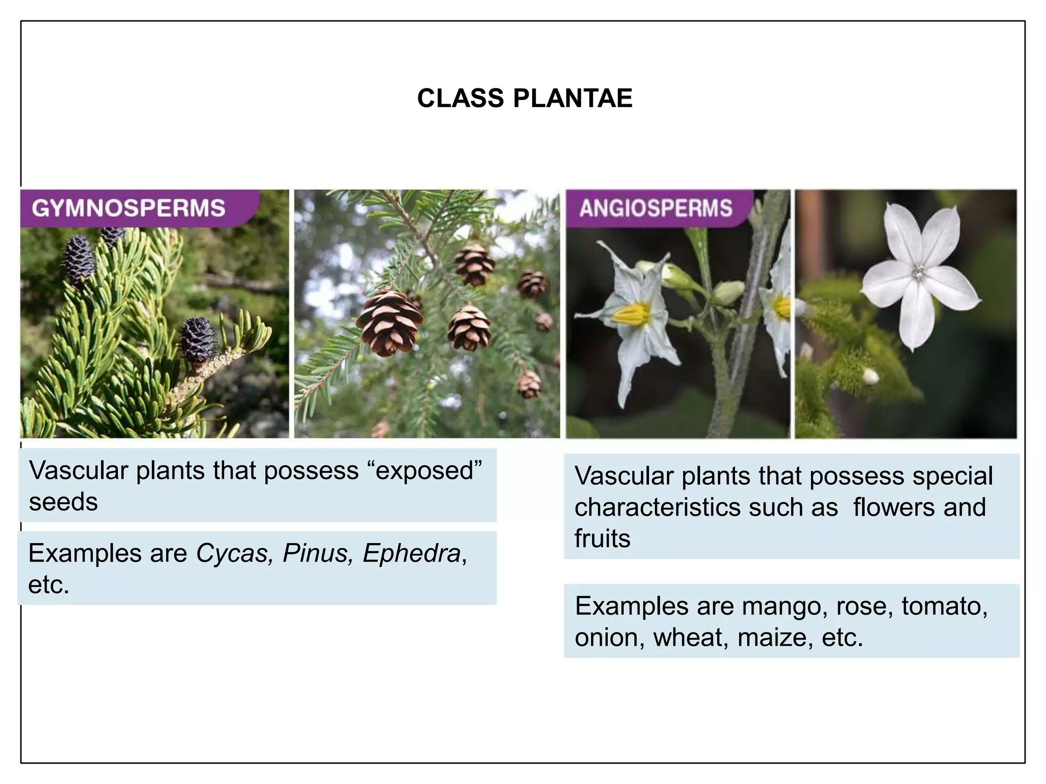 1. BOTANICAL CLASSIFICATION.ppt