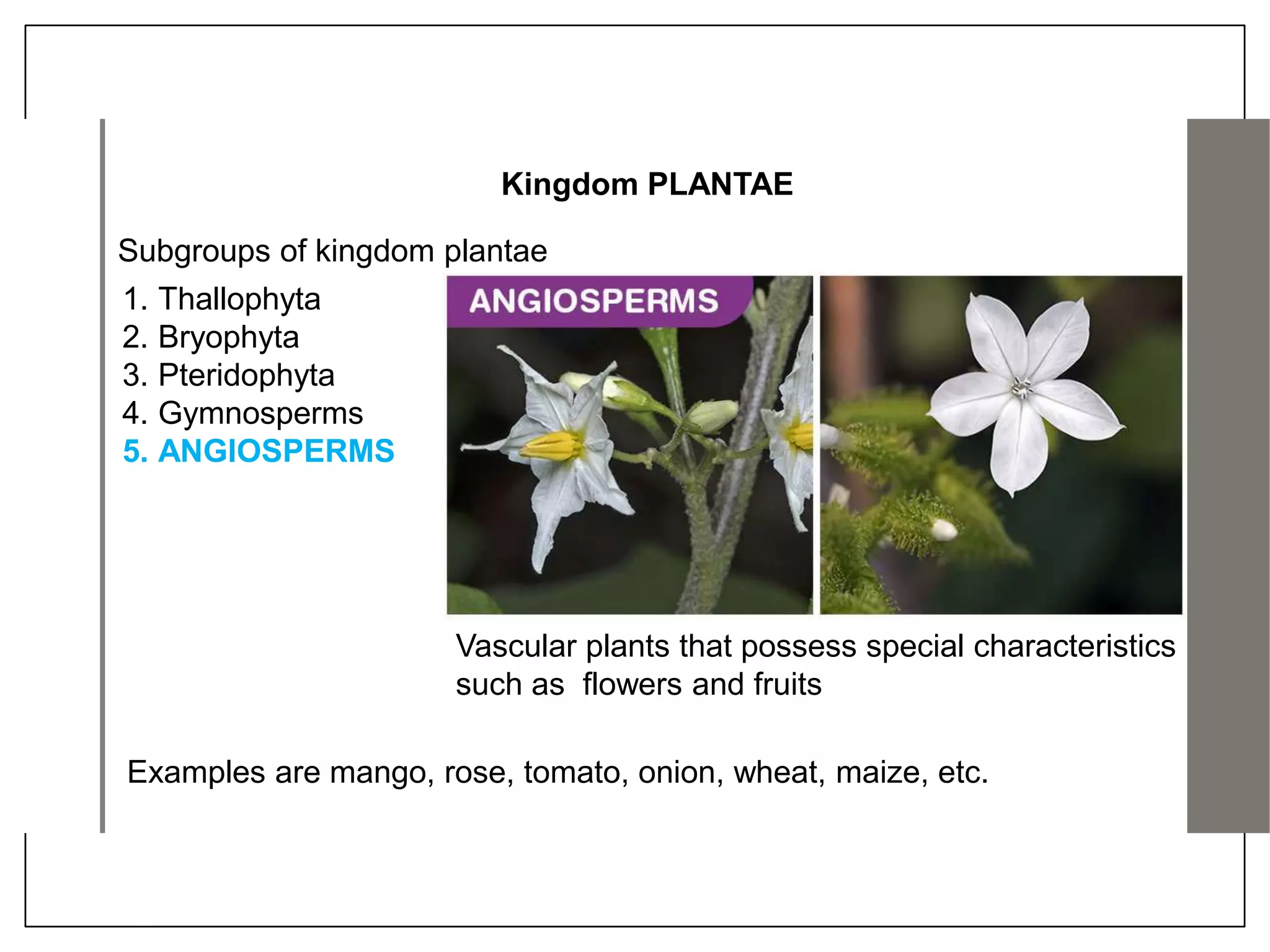 1. BOTANICAL CLASSIFICATION.ppt