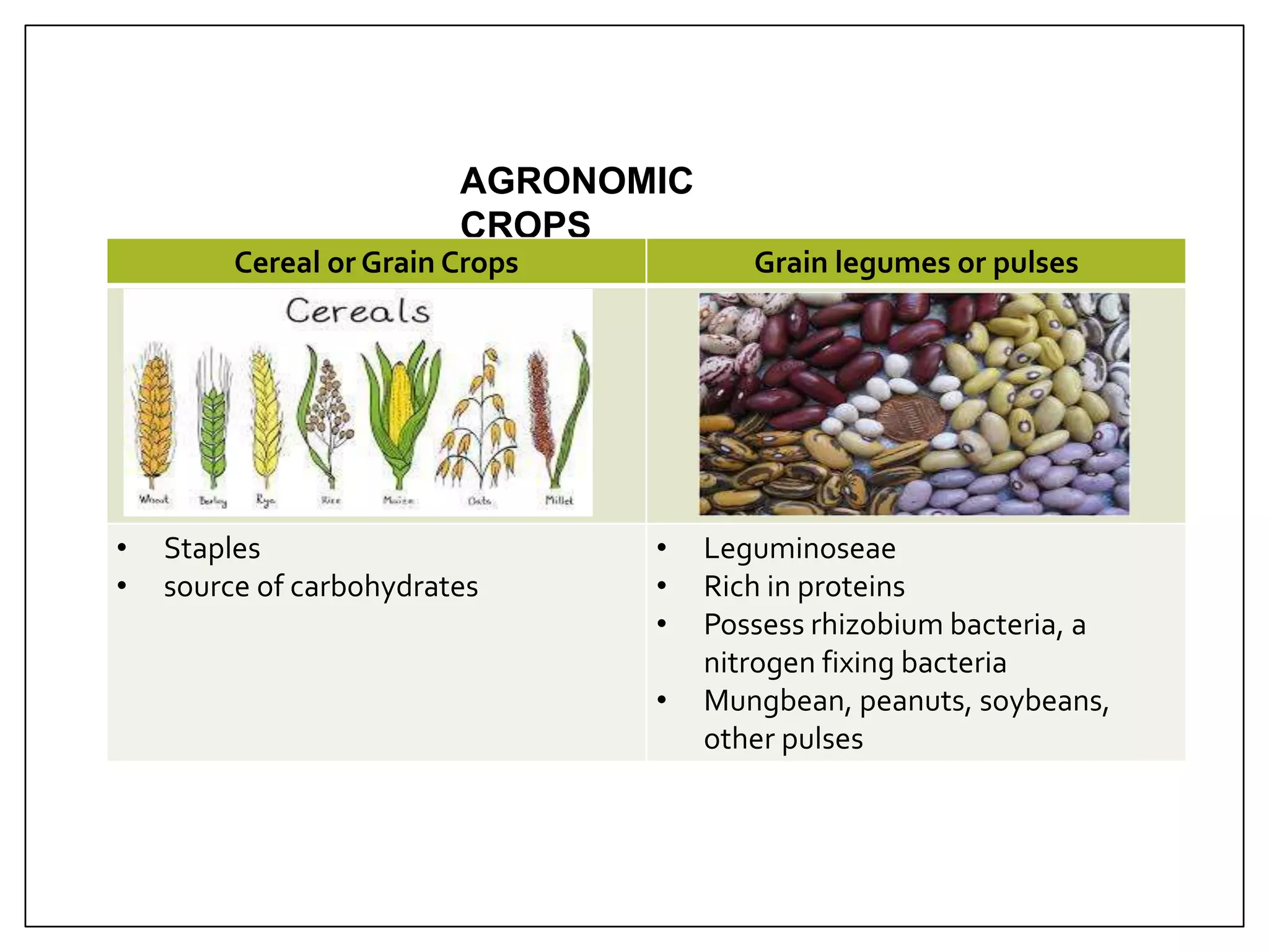 1. BOTANICAL CLASSIFICATION.ppt