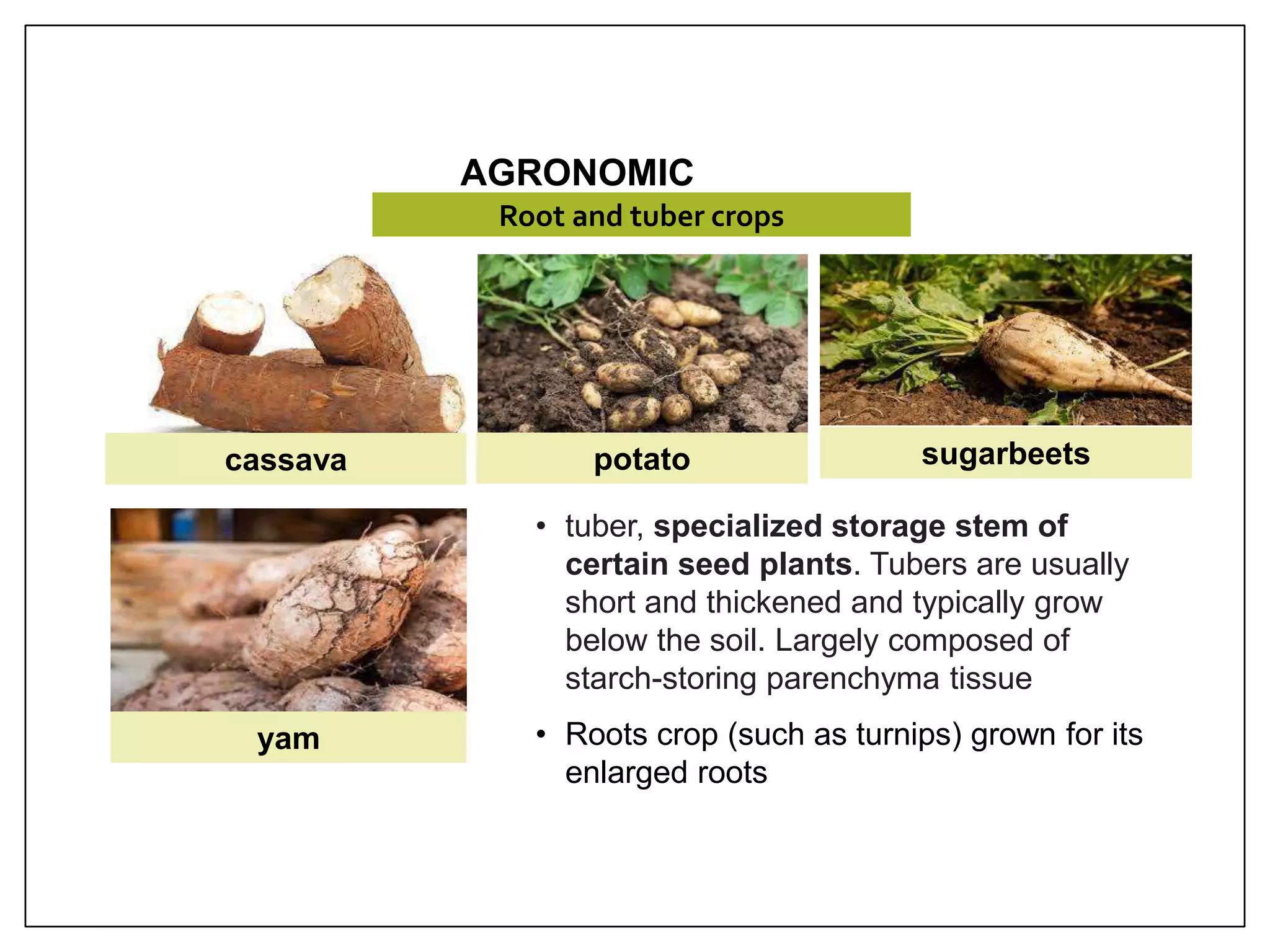 1. BOTANICAL CLASSIFICATION.ppt