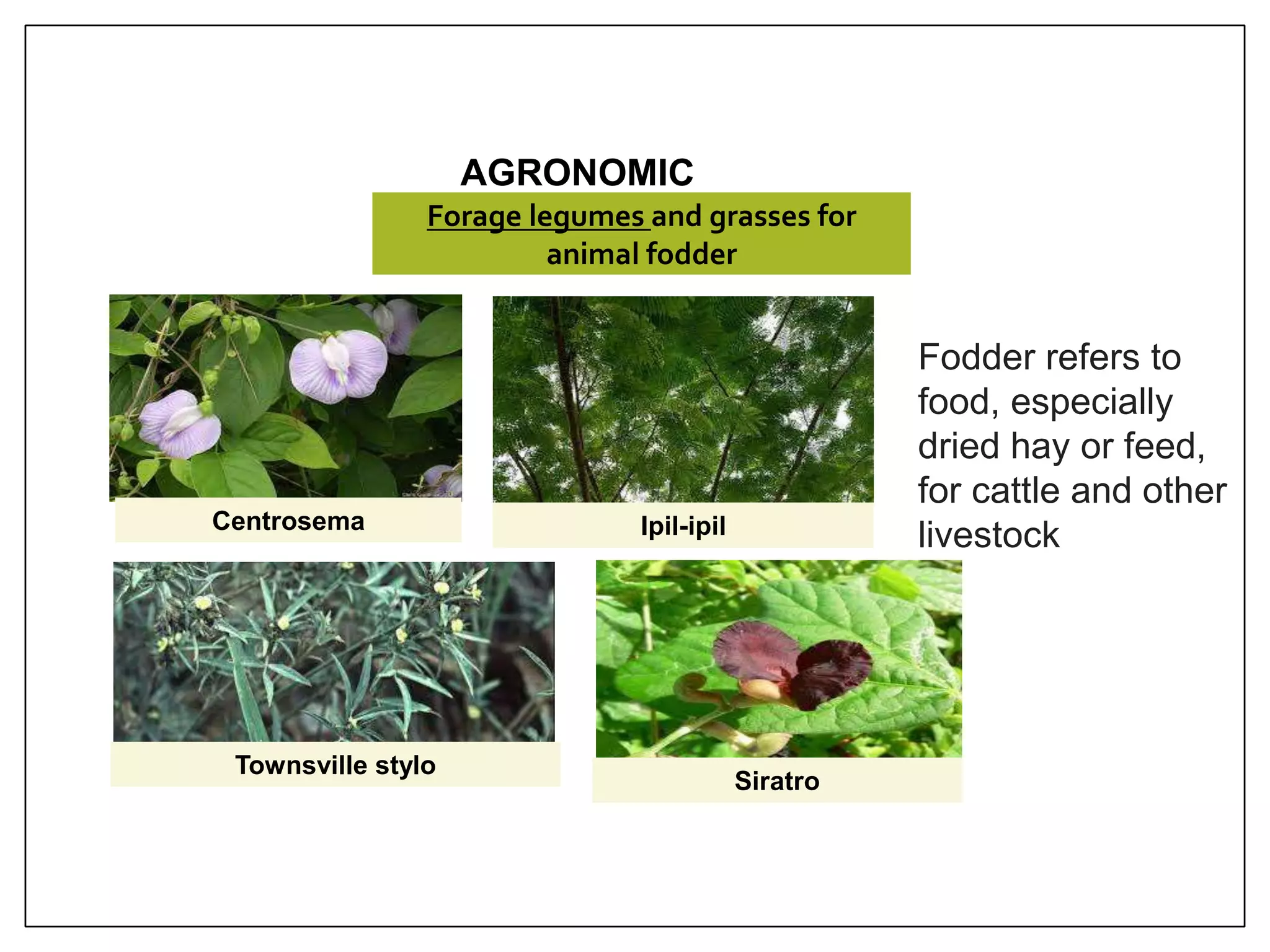 1. BOTANICAL CLASSIFICATION.ppt