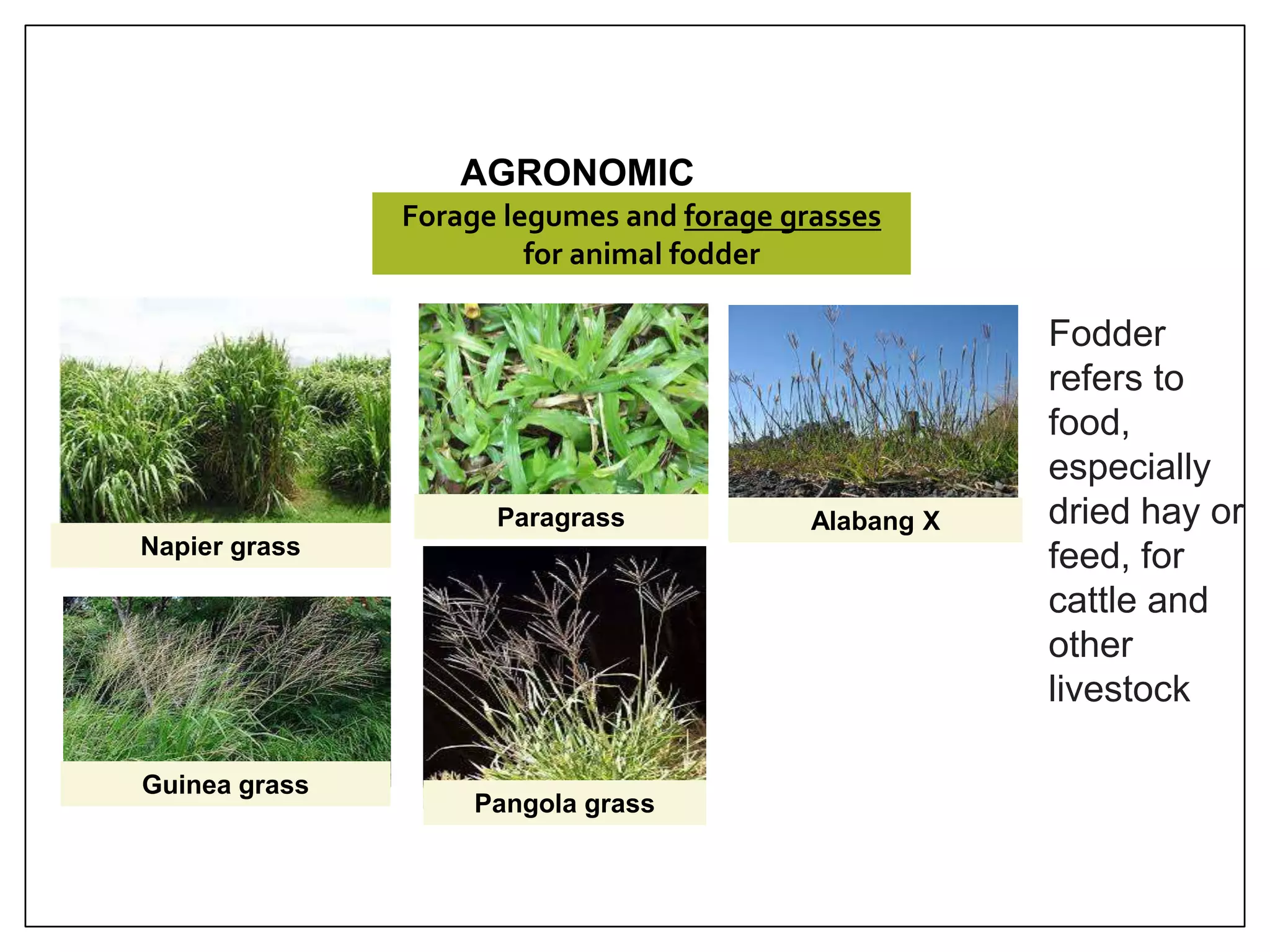 1. BOTANICAL CLASSIFICATION.ppt