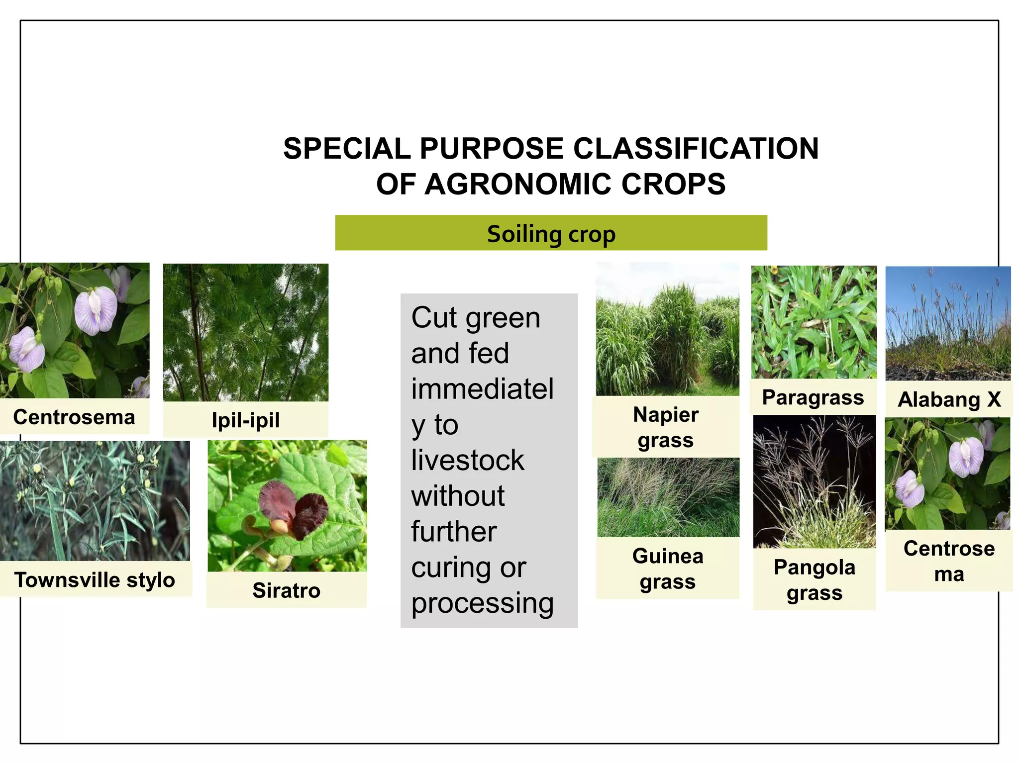 1. BOTANICAL CLASSIFICATION.ppt