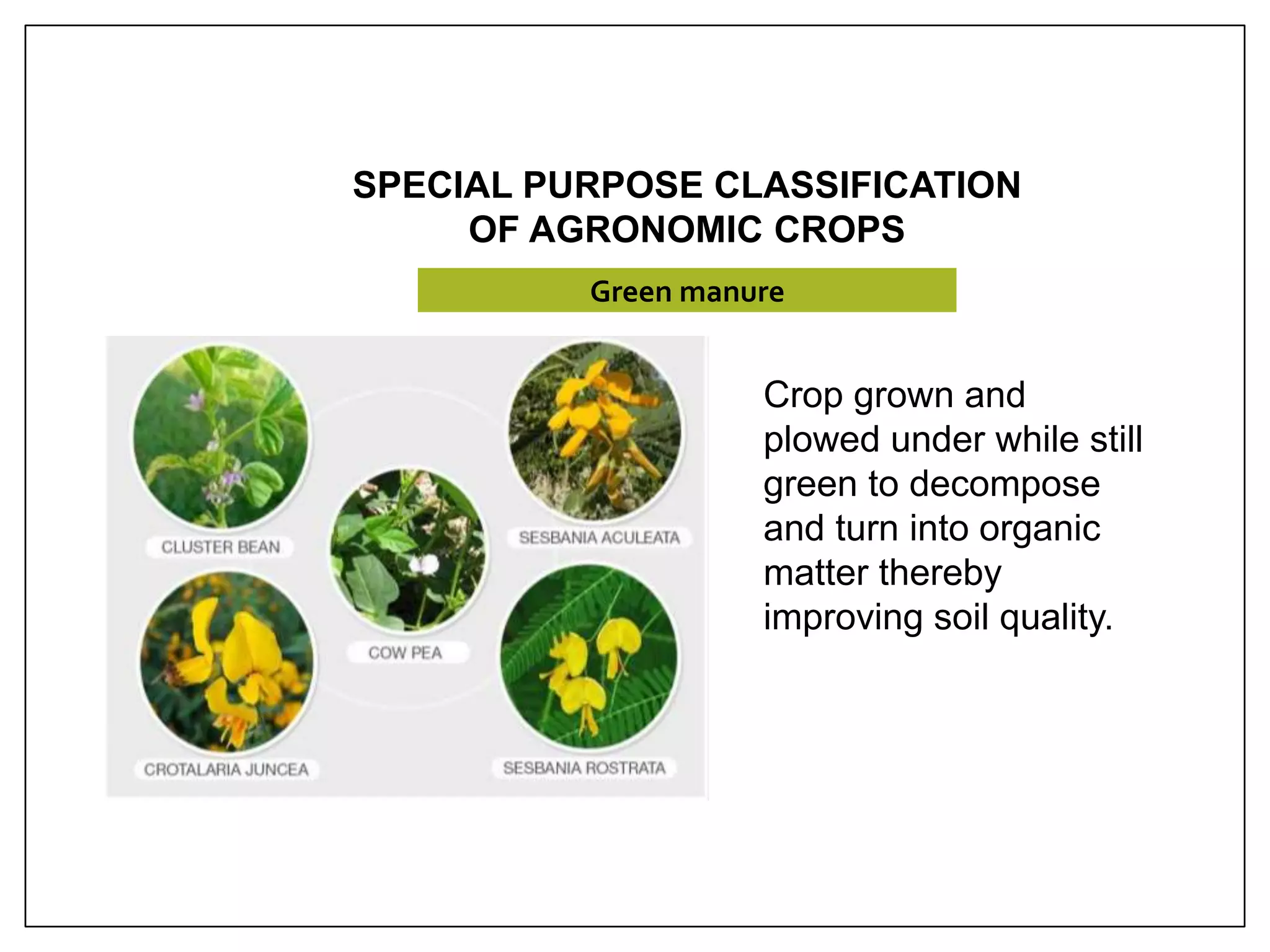 1. BOTANICAL CLASSIFICATION.ppt | Agriculture | Industries