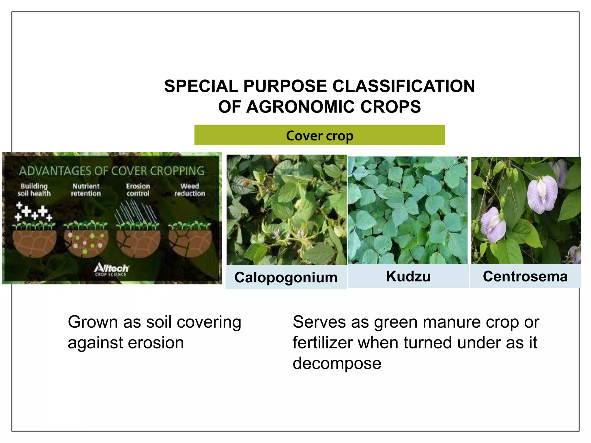 1. BOTANICAL CLASSIFICATION.ppt | Agriculture | Industries