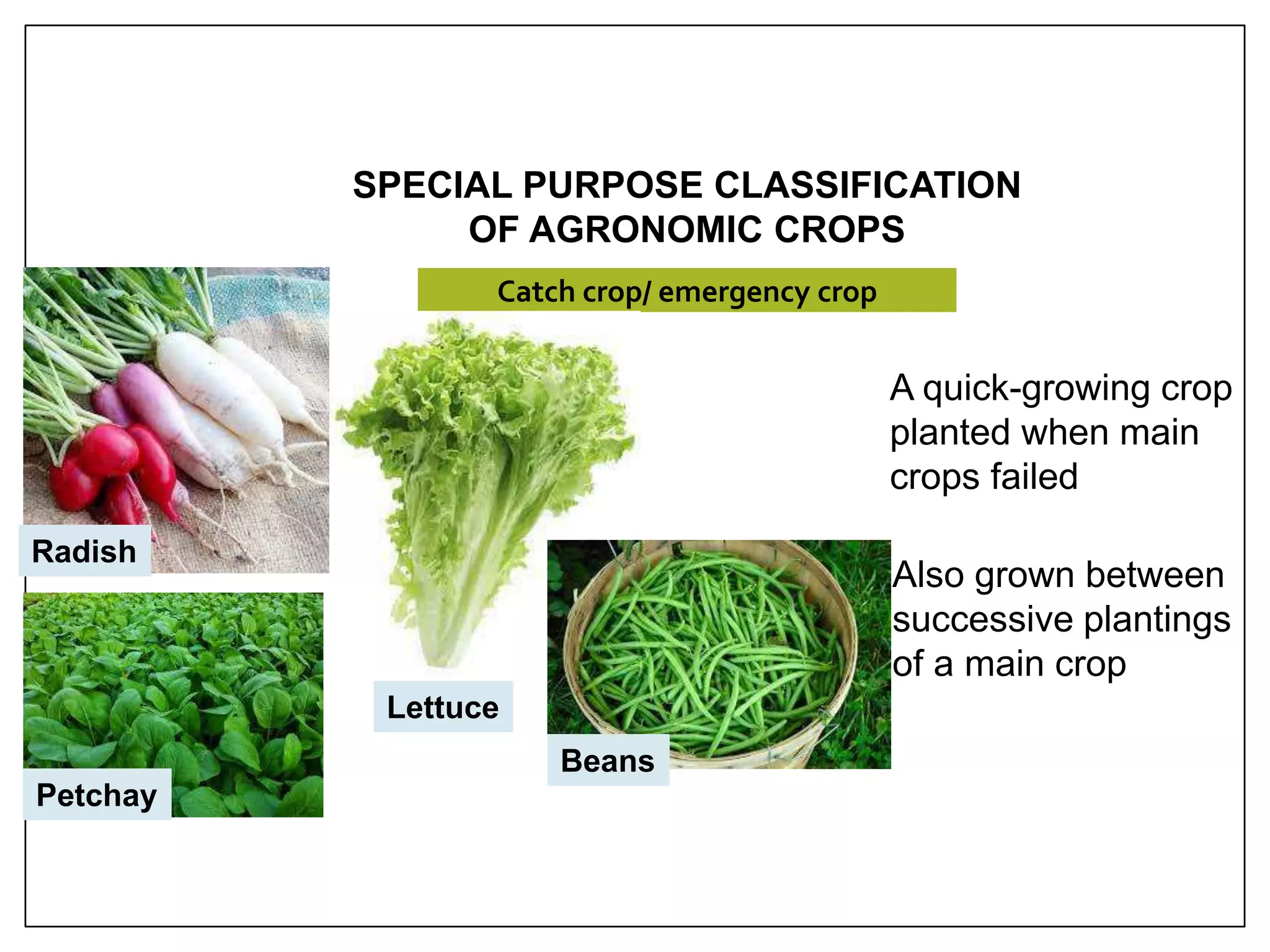 1. BOTANICAL CLASSIFICATION.ppt