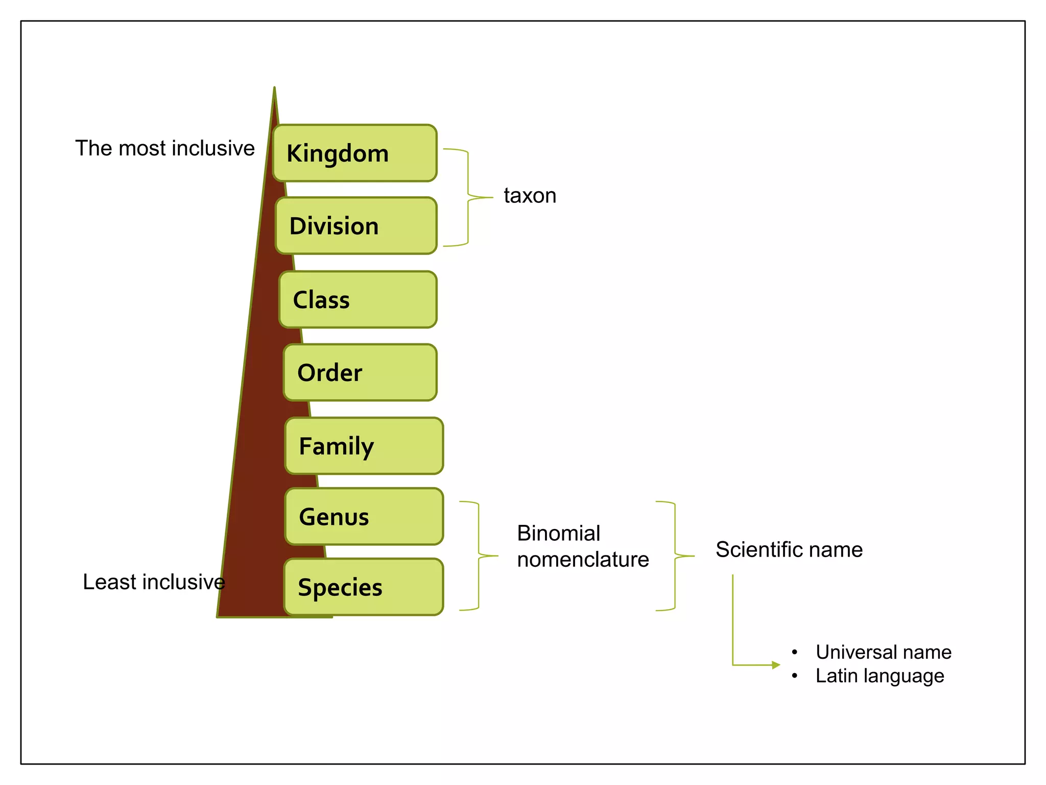 1. BOTANICAL CLASSIFICATION.ppt | Agriculture | Industries