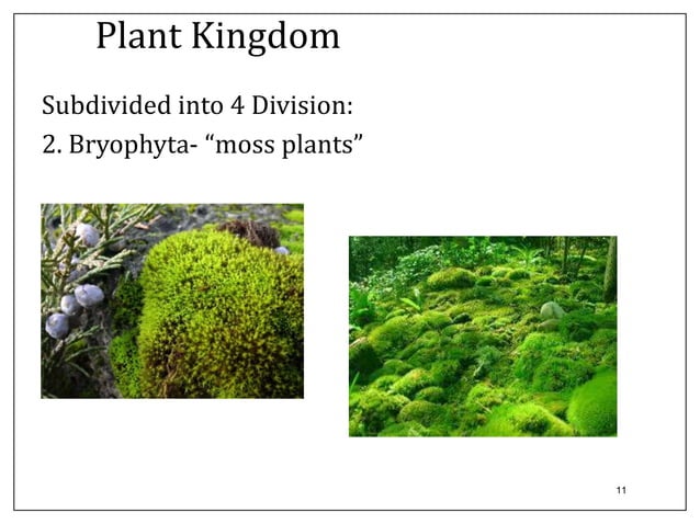 1. BOTANICAL CLASSIFICATION.ppt | Agriculture | Industries
