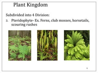 1. BOTANICAL CLASSIFICATION.ppt