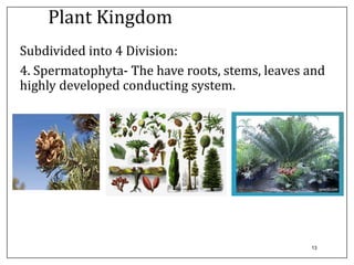 1. BOTANICAL CLASSIFICATION.ppt