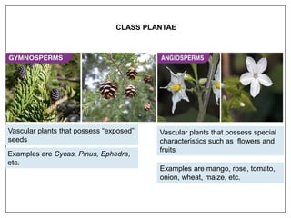 1. BOTANICAL CLASSIFICATION.ppt
