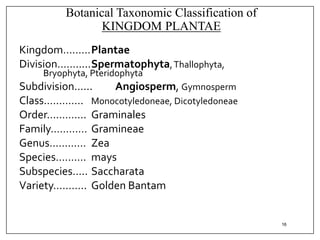 1. BOTANICAL CLASSIFICATION.ppt