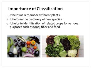 1. BOTANICAL CLASSIFICATION.ppt