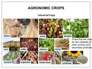 1. BOTANICAL CLASSIFICATION.ppt
