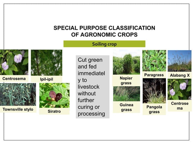 1. BOTANICAL CLASSIFICATION.ppt | Agriculture | Industries