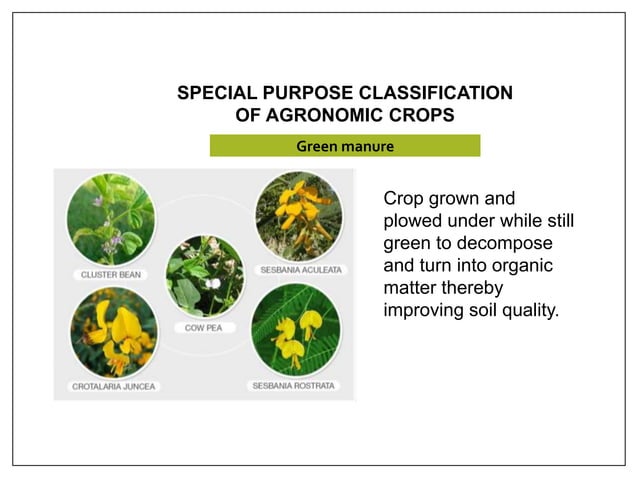 1. BOTANICAL CLASSIFICATION.ppt | Agriculture | Industries