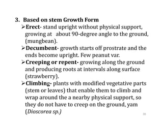 1. BOTANICAL CLASSIFICATION.ppt