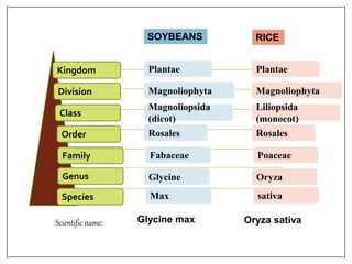 1. BOTANICAL CLASSIFICATION.ppt