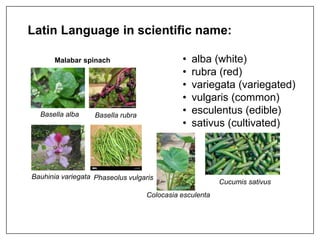 Plantae Examples With Scientific Names