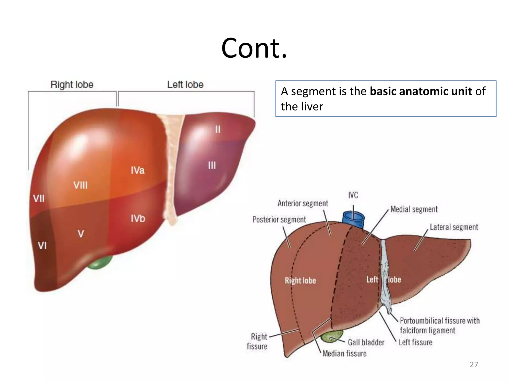 1.Antomy and physiology of liver by worku.pptx | Digestive Disorders ...