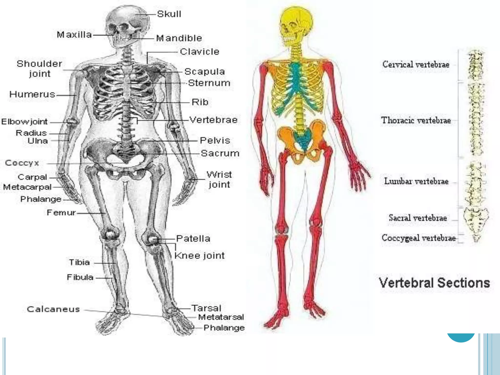 1. Terminologi sistem skeletal.pptx