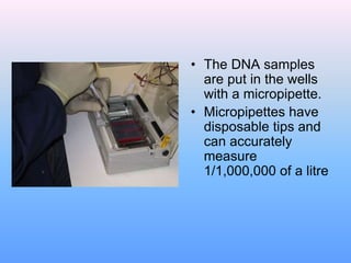 1. Electrophoresis DNA 1.ppt
