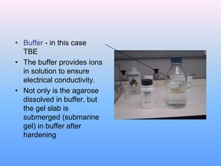 1. Electrophoresis DNA 1.ppt