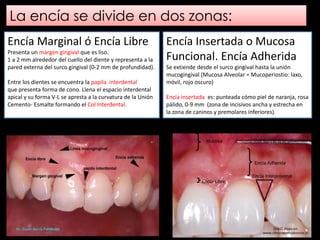 Concepto Periodoncia, Estructura Gingival.pdf