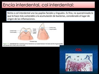 Concepto Periodoncia, Estructura Gingival.pdf
