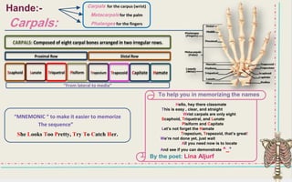 1.Bones of The Upper Limbs.pdf