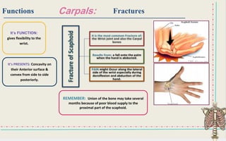 1.Bones of The Upper Limbs.pdf