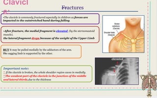 1.Bones of The Upper Limbs.pdf
