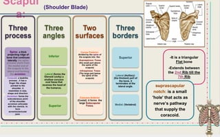 1.Bones of The Upper Limbs.pdf
