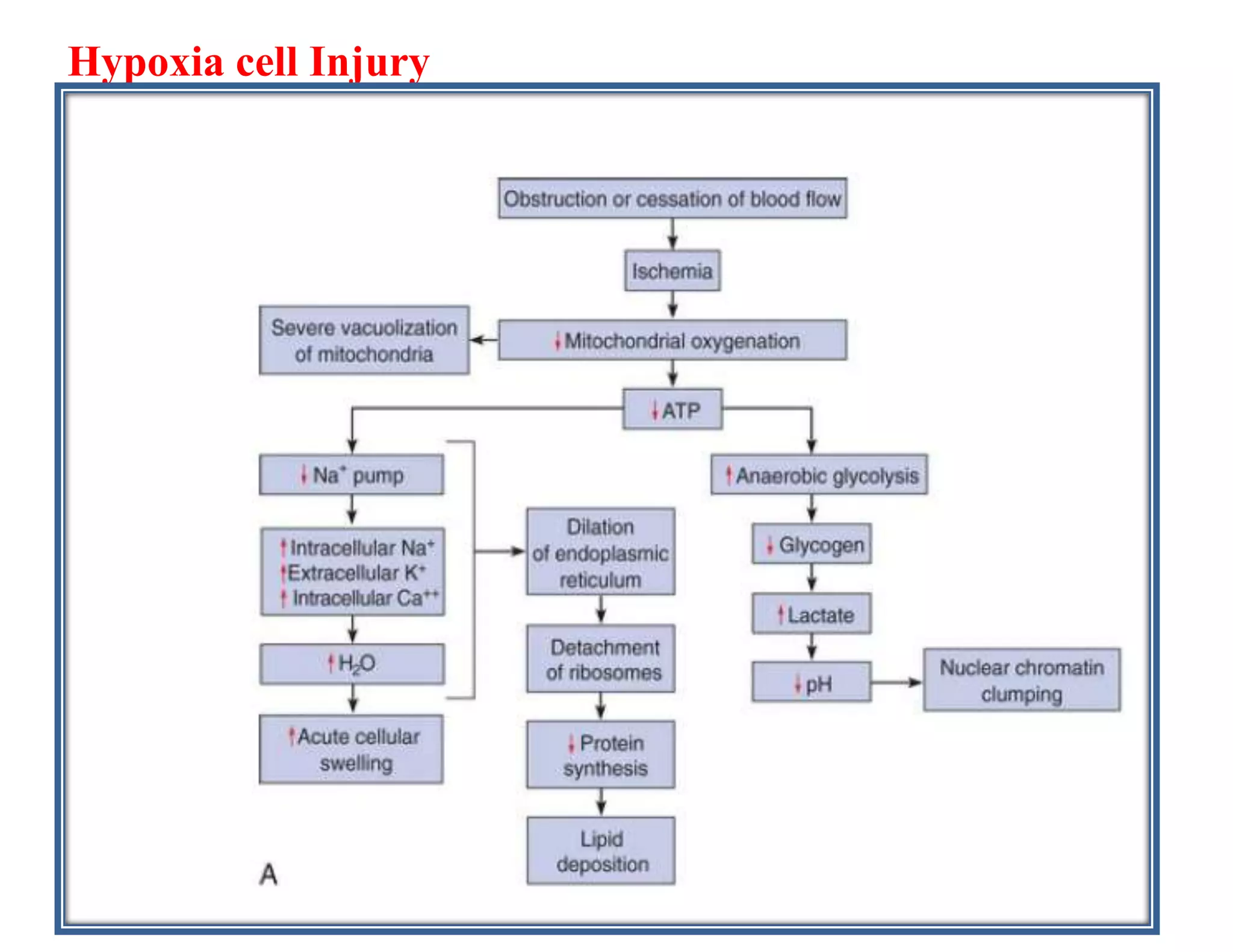 1.1 Basic principles of Cell injury.pptx