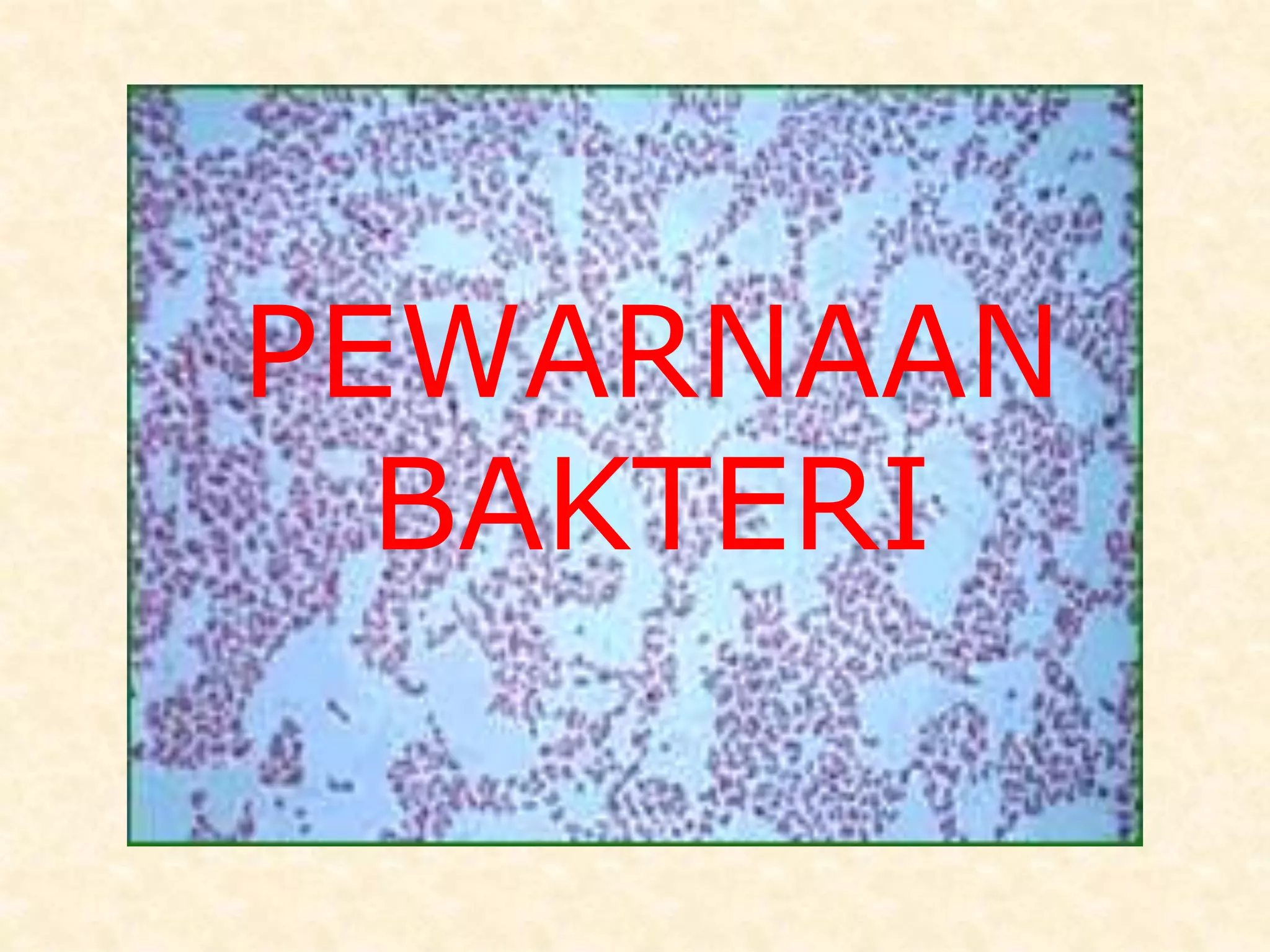 1. PEWARNAAN BAKTERI.ppt