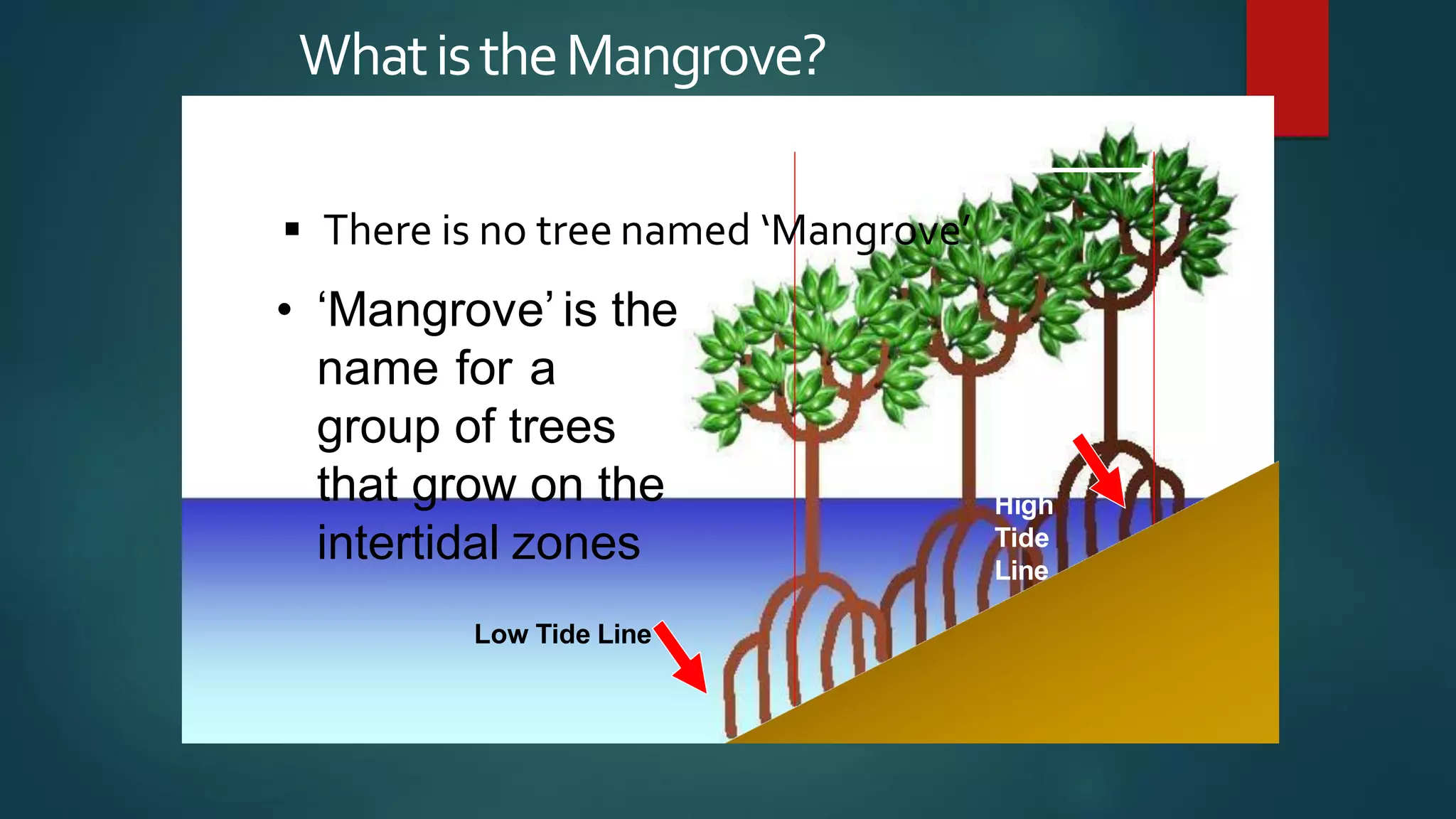 1. MANGROVE (Pengertian dan Fungsi).pdf