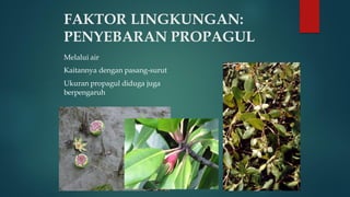 1. MANGROVE (Pengertian dan Fungsi).pdf