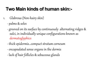 1. Introduction to integumentary system.pptx | Skin and Dermatology ...