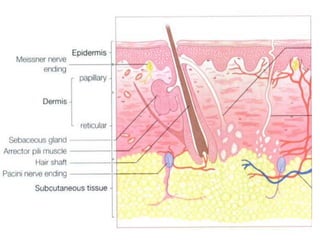 1. Introduction to integumentary system.pptx
