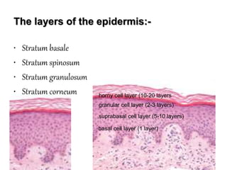 1. Introduction to integumentary system.pptx | Skin and Dermatology ...