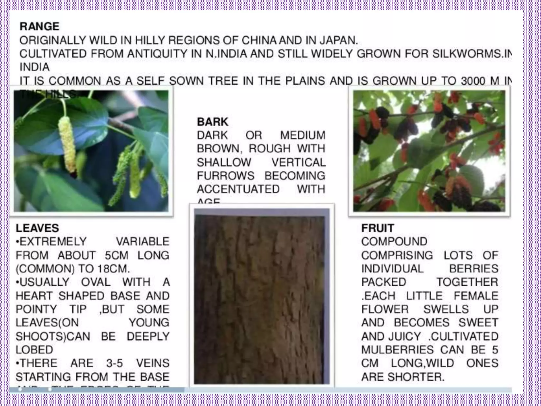 1. Avenue Trees.pptx