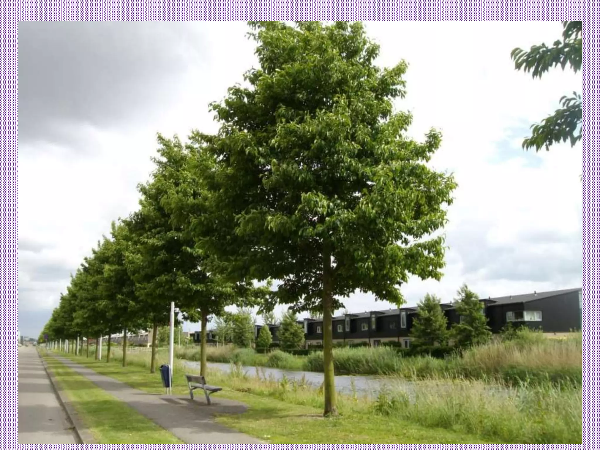 1. Avenue Trees.pptx