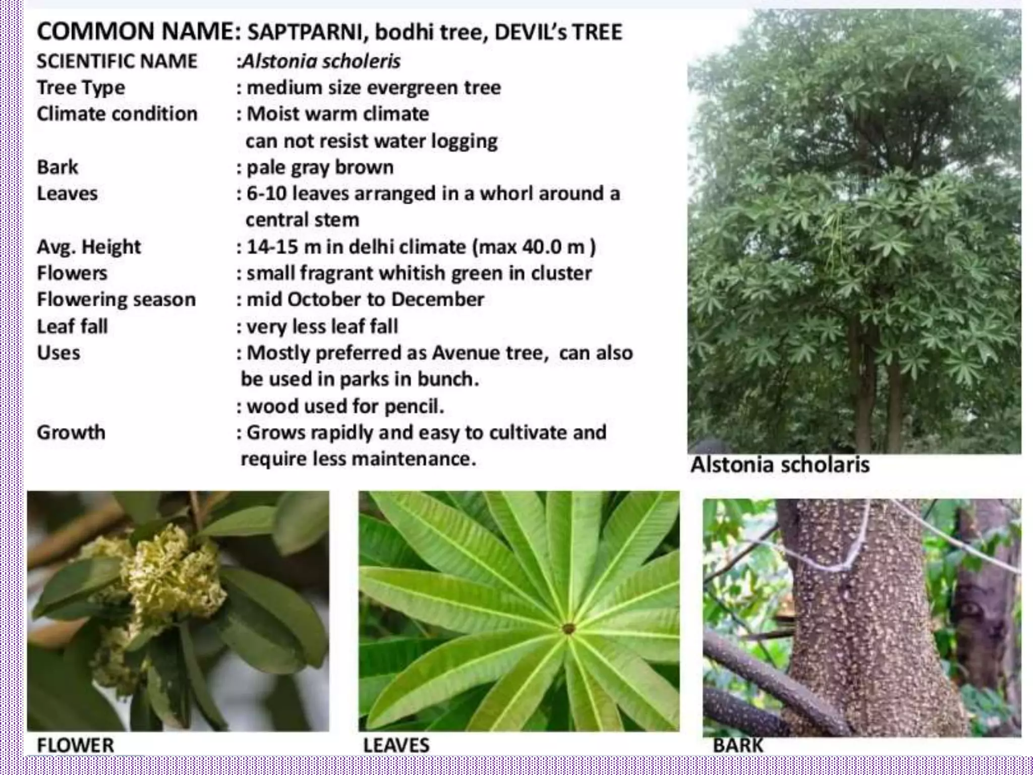 1. Avenue Trees.pptx