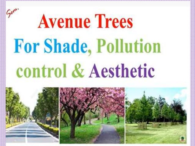 1. Avenue Trees.pptx