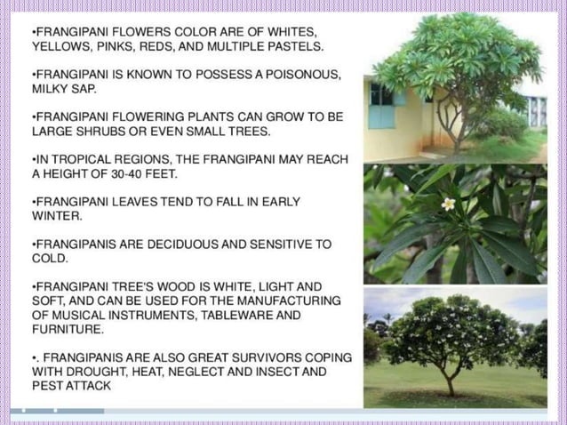 1. Avenue Trees.pptx